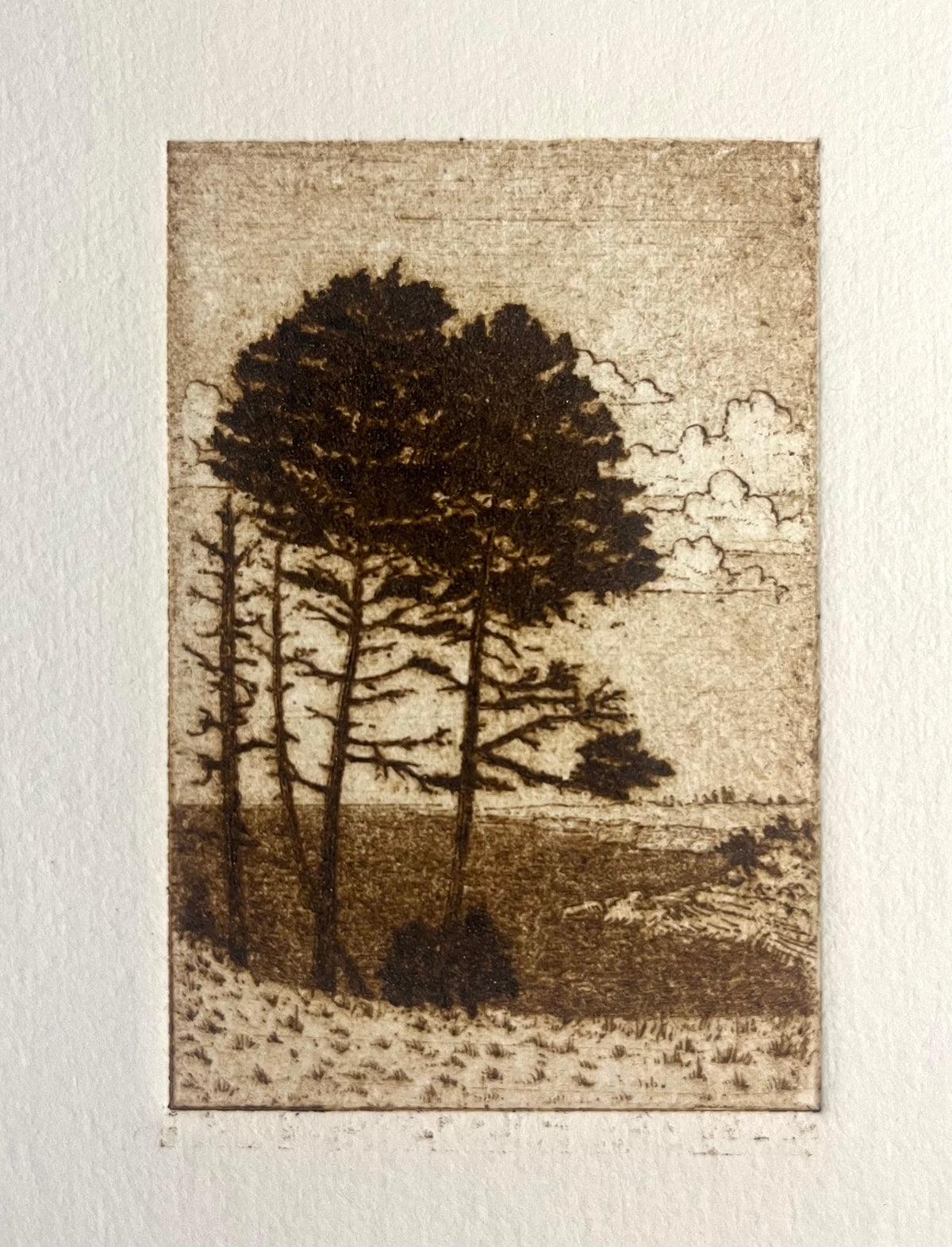 Bishop Pine — The Compound Gallery