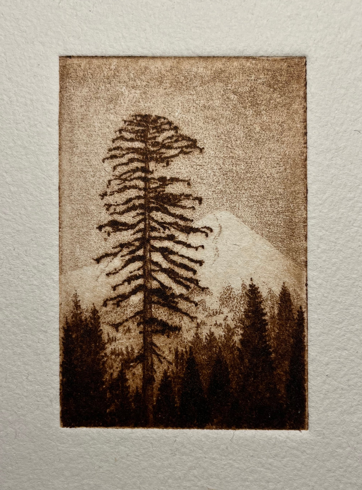 Sugar Pine — The Compound Gallery